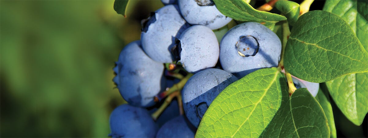 Blueberries Grow and Irrigation Guide | Rivulis