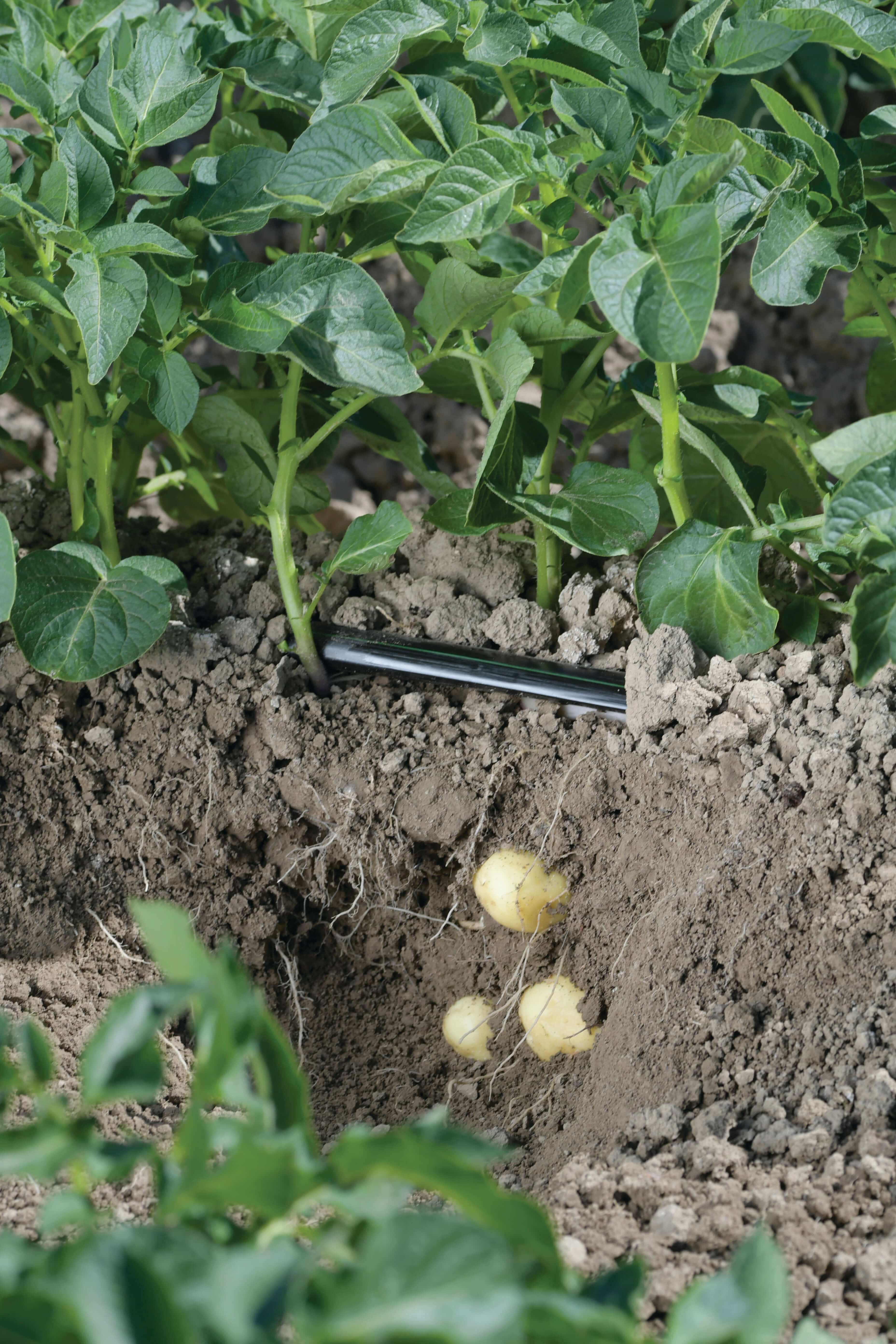 Maximize Potato Production Potential with Drip Irrigation | Rivulis