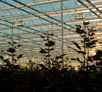 Micro Irrigation | Making Micro Irrigation Accessible Globally | Rivulis