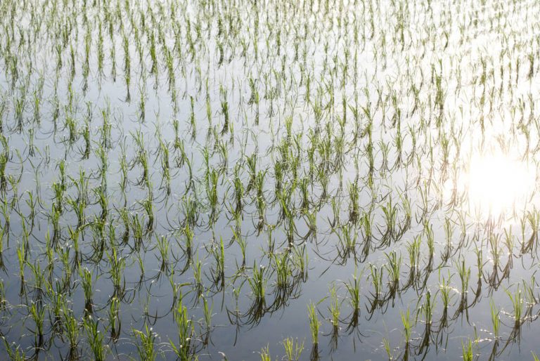 Irrigation – Learning from the past and writing the future with | Rivulis