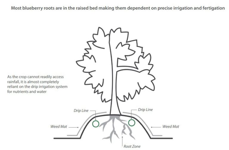 Blueberries Irrigation - Two Techniques for Growing Blueberries | Rivulis