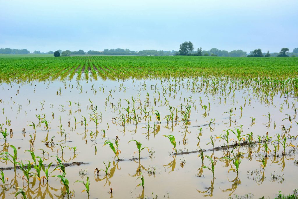 Signs you are over-irrigating or under-irrigating | Rivulis