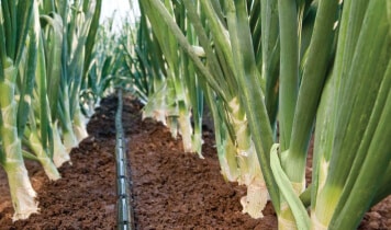 Drip Emission - Flow Rate | Rivulis Knowledge Hub