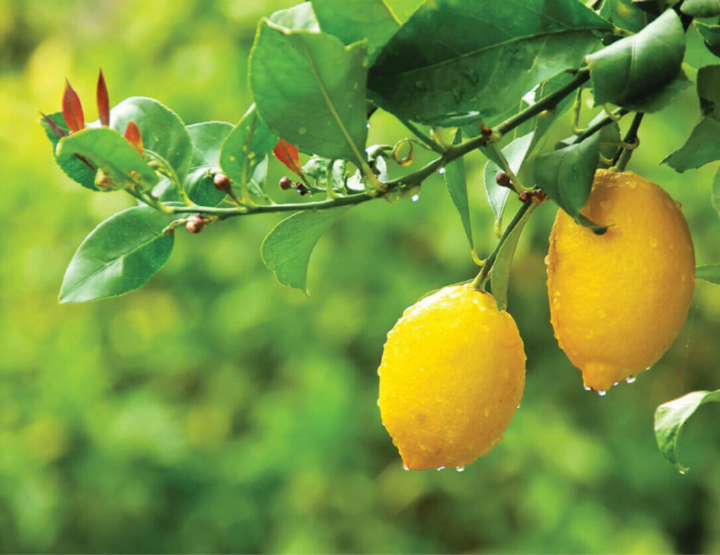 Consideration 2: The Climatic Conditions Of Your Farm- Putting It Together- Step 2 | Rivulis ...