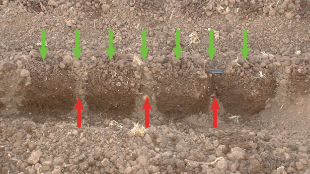 Benefits of close emitter drip spacing to seed germination and close ...