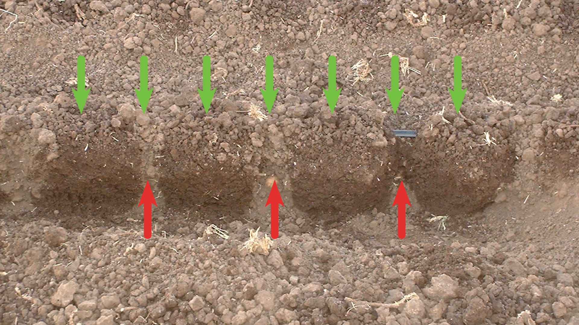 Benefits of close emitter drip spacing to seed germination and close ...