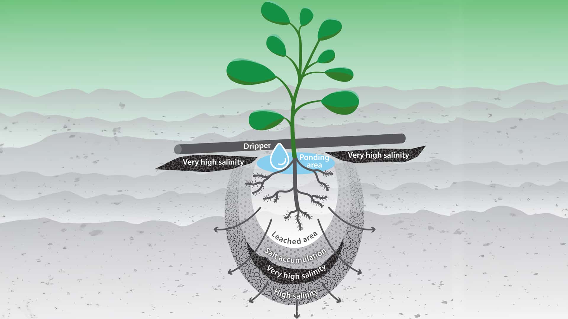 The advantage of close emitter drip spacing in managing salinity