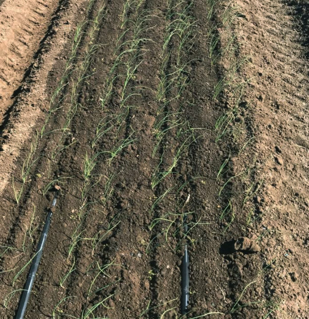 Onion production, including germination, using close emitter spaced ...