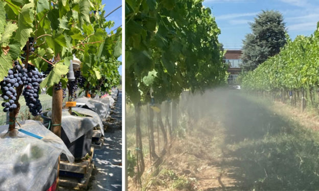 Innovative multi-functional vineyard irrigation system