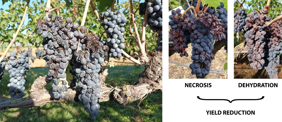 Innovative multi-functional vineyard irrigation system