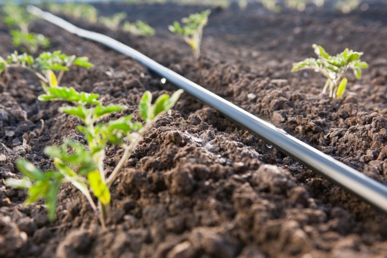 Tomato Plants Watering and Irrigation: Complete Guide | Rivulis