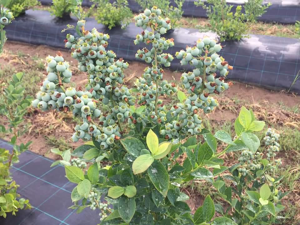 Blueberries Grow and Irrigation Guide | Rivulis