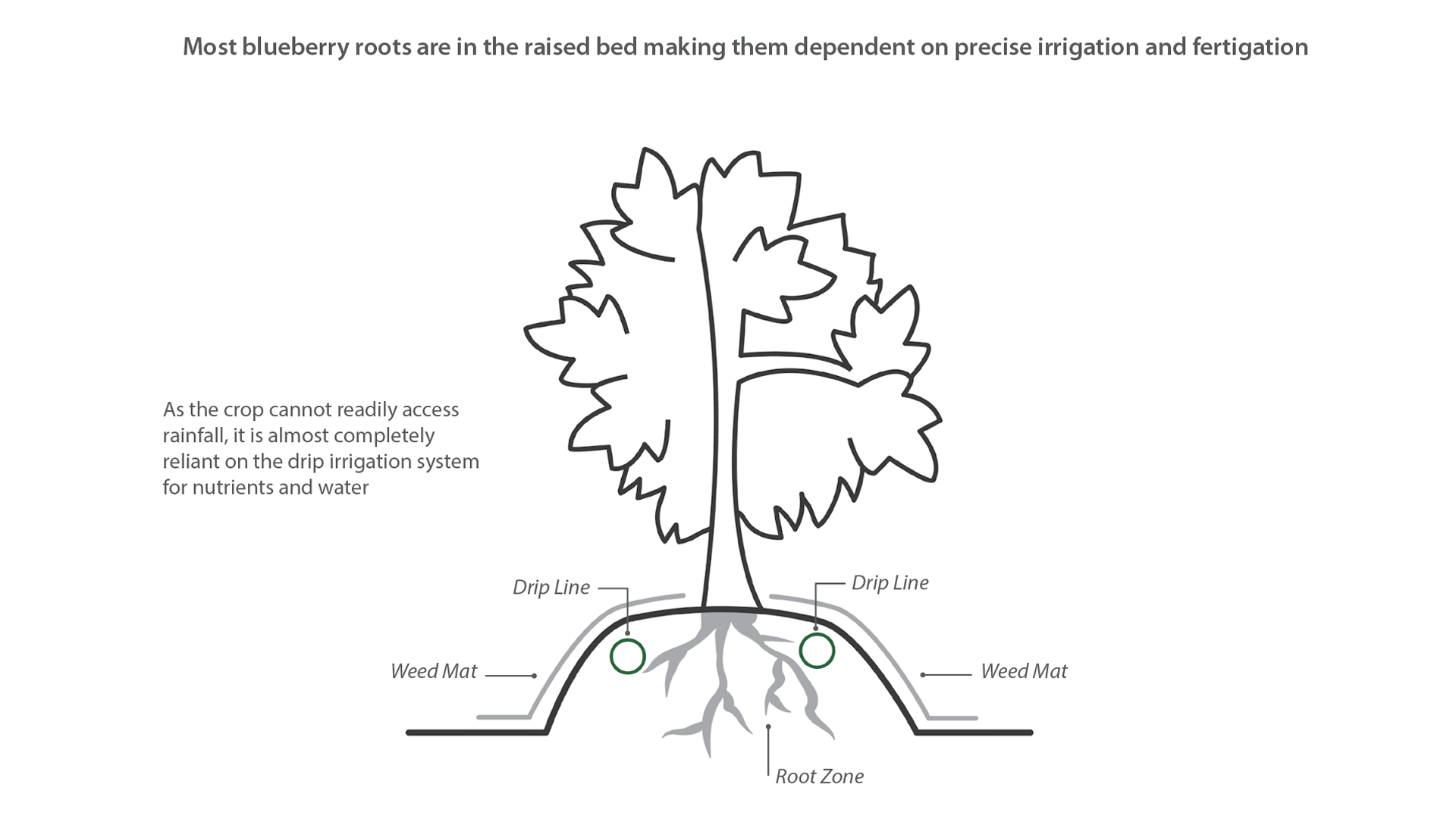 Blueberries Grow and Irrigation Guide | Rivulis