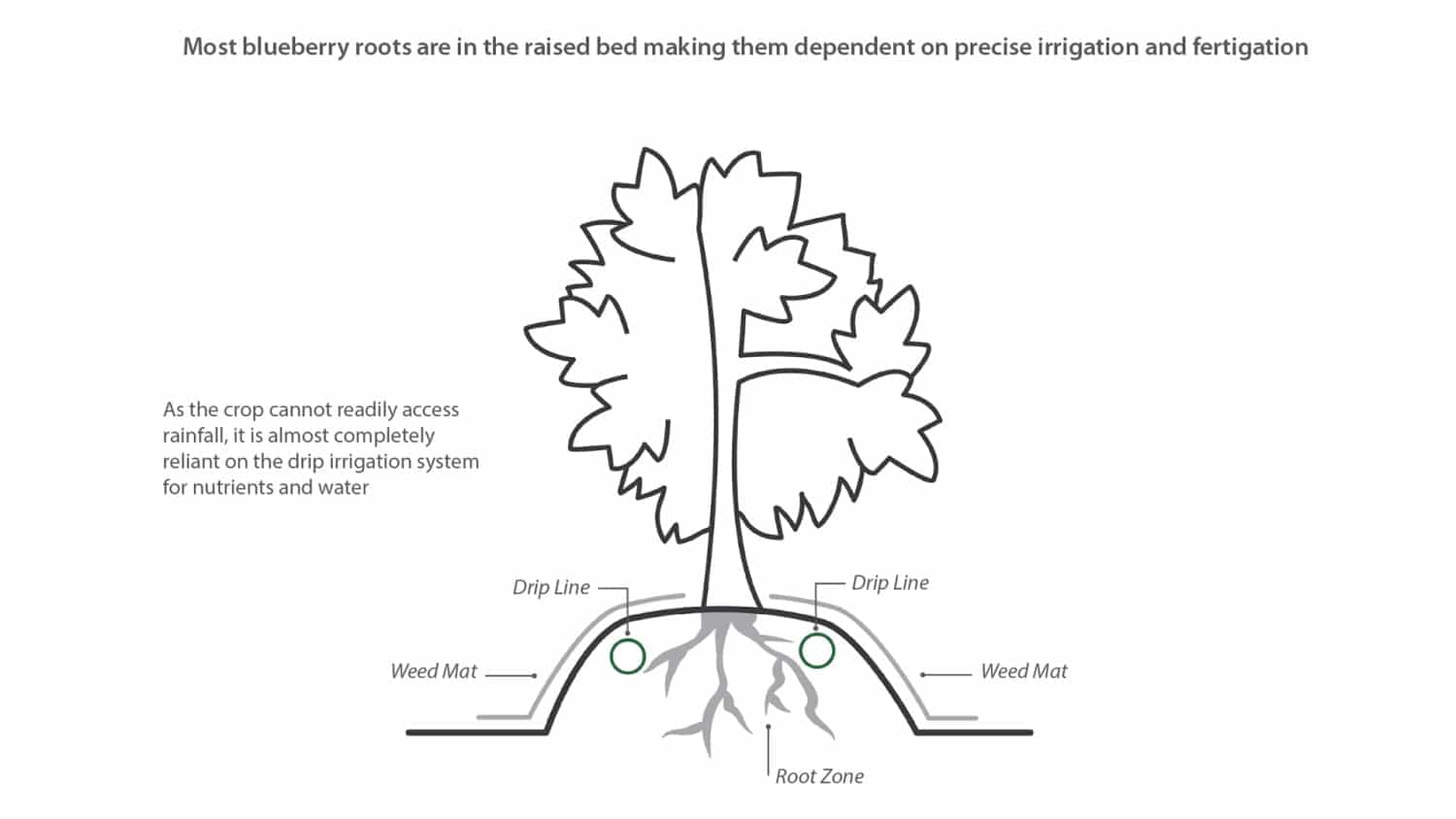 Blueberries Grow and Irrigation Guide | Rivulis
