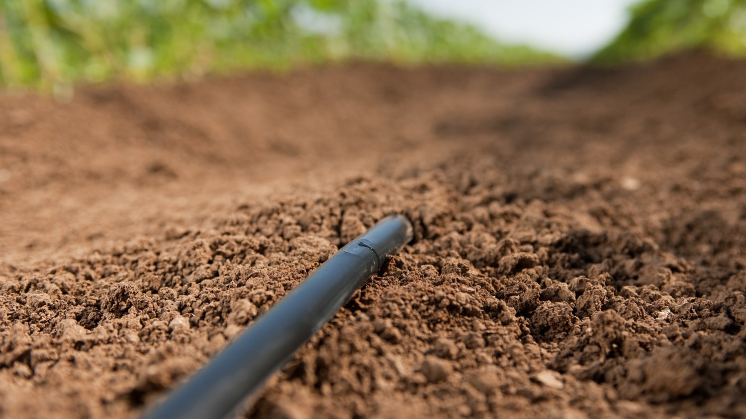 Subsurface Drip Irrigation (SDI): Complete Guide | Rivulis