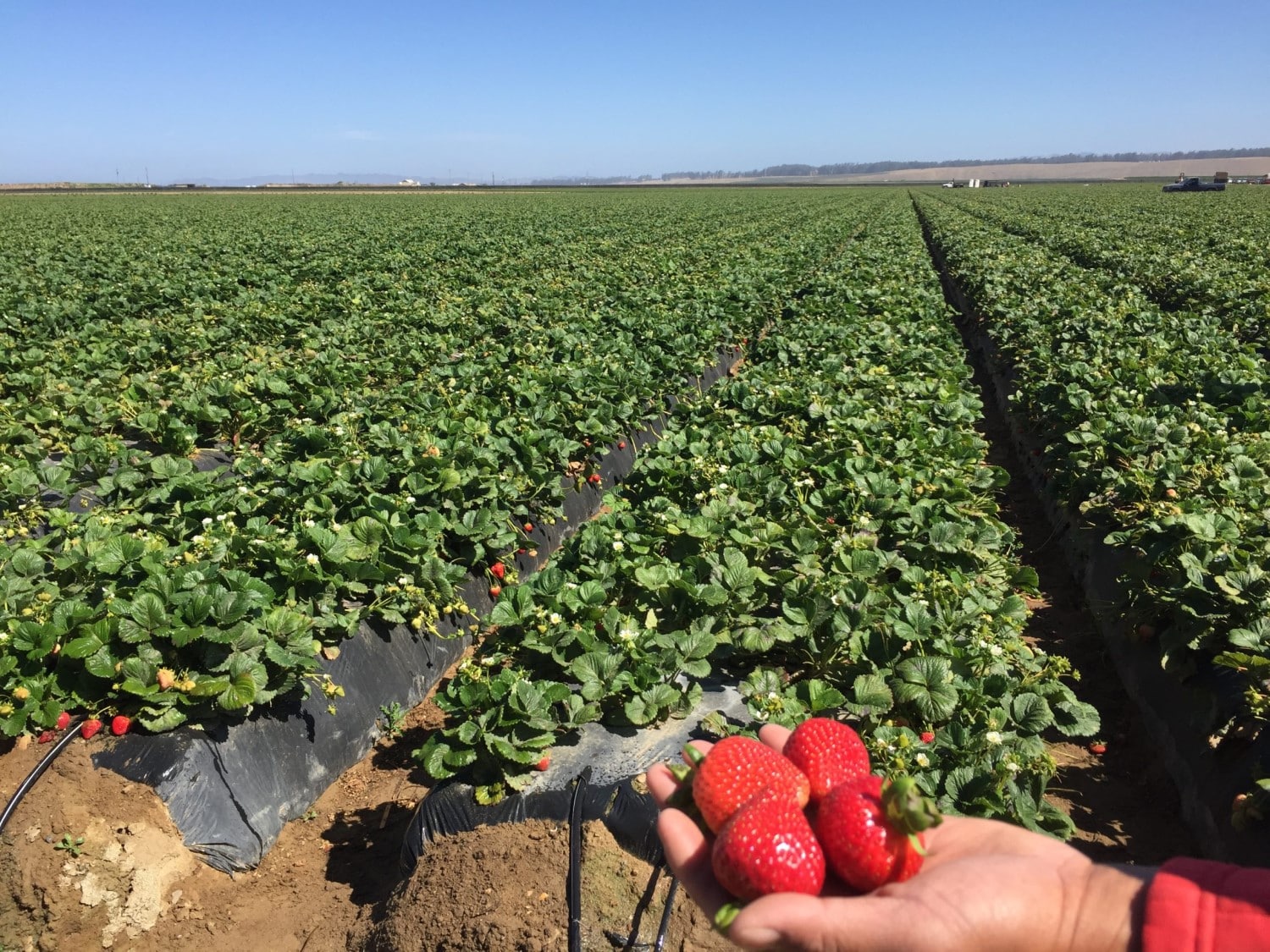 Strawberries Irrigation Guide | Rivulis