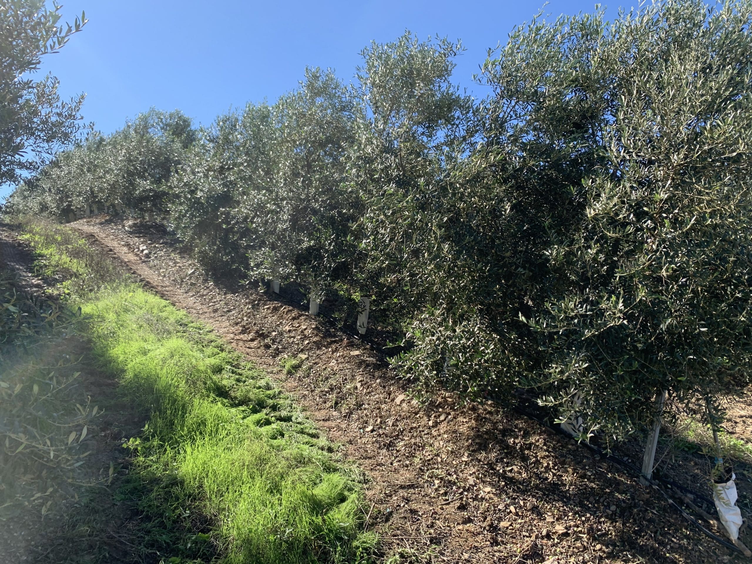 Olives Crop Irrigation: Best Practices | Rivulis