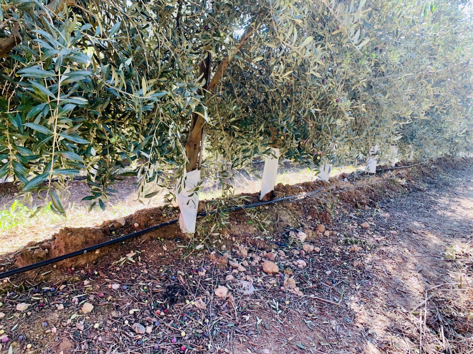 Olives Crop Irrigation: Best Practices | Rivulis