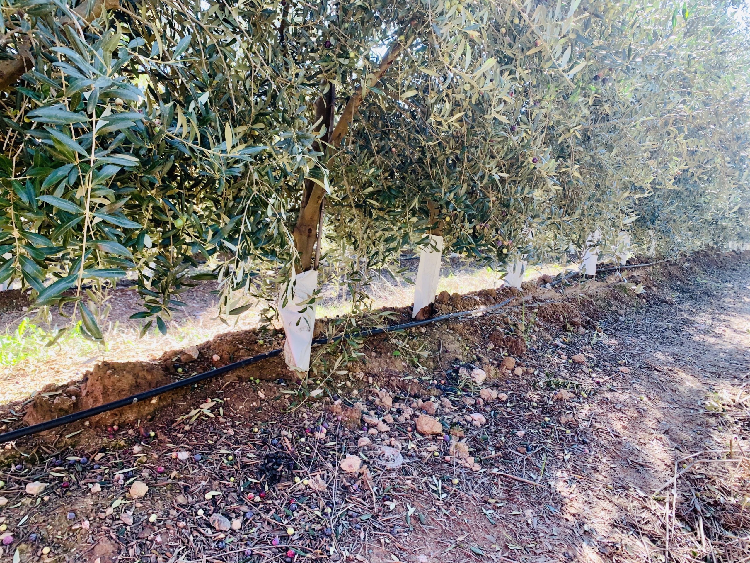 Olives Crop Irrigation: Best Practices | Rivulis