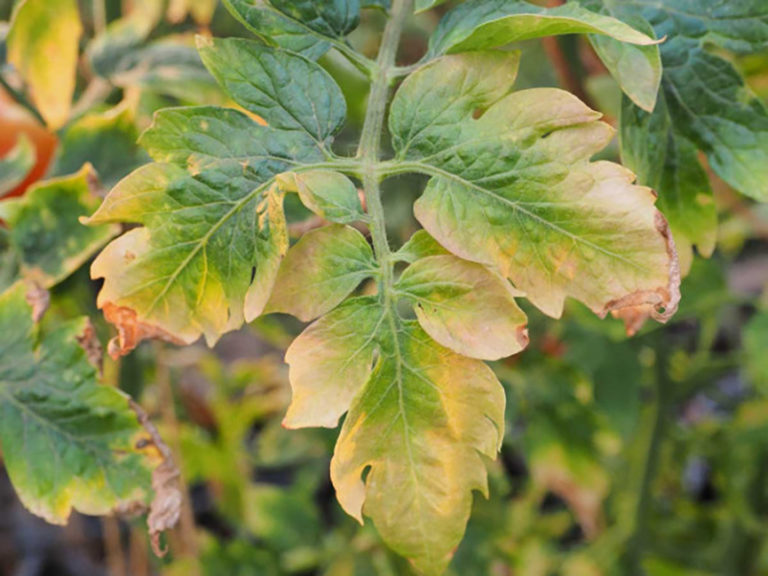 6 Signs You Are Over Fertilizing Your Plants - Rivulis