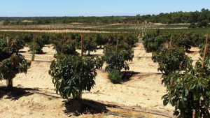 Avocado Irrigation: Maximizing Growth and Yield | Rivulis