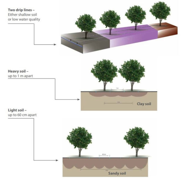 Citrus Trees Irrigation Guide | Rivulis