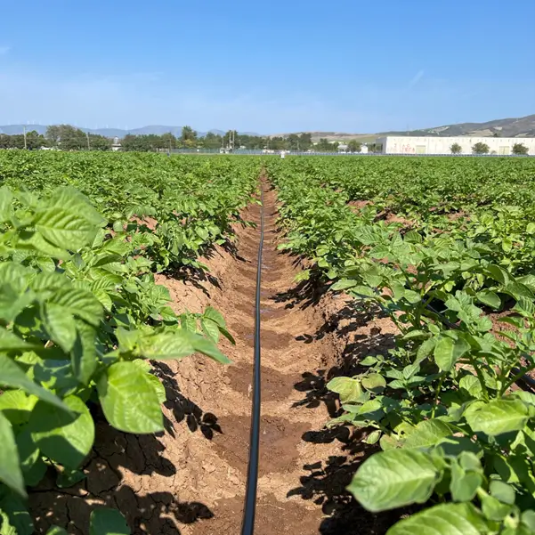 Better Potato Crop Uniformity with Rivulis Drip Irrigation