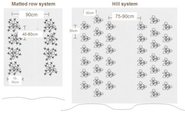 How to Grow Strawberries: The Ultimate Guide | Rivulis