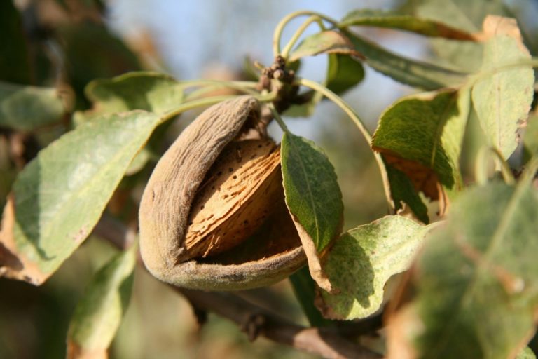 Almond Harvesting and Post-Harvest Handling | Rivulis