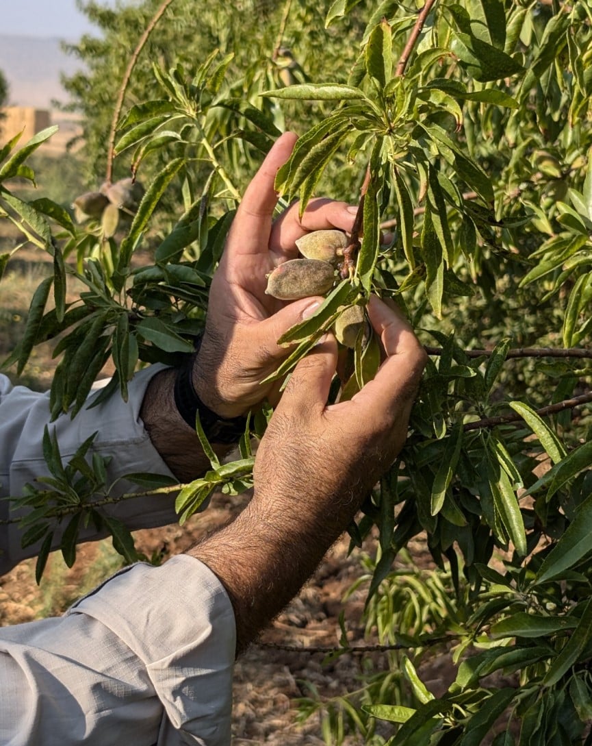 Almond Growth Requirements & Crop Biology | Rivulis