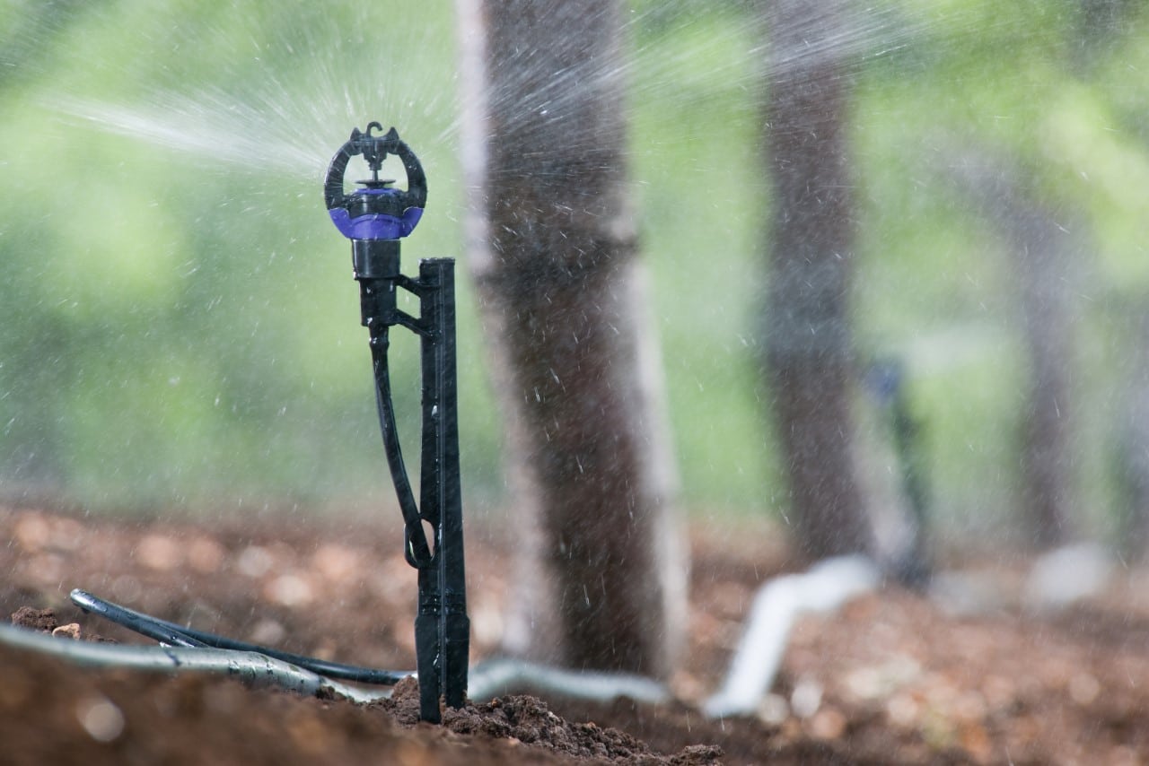 Almond Growth Requirements & Crop Biology | Rivulis