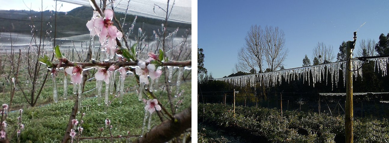 Protect Your Crops with Frost Protection Sprinklers