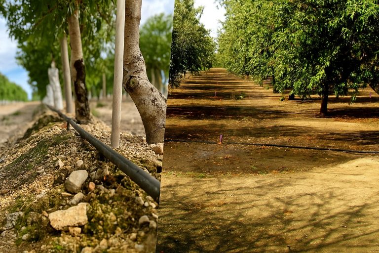 Almond Tree Cultivation Guide | Rivulis