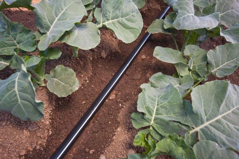 Drip Irrigation Selection Guide: Tape vs. Line | Rivulis